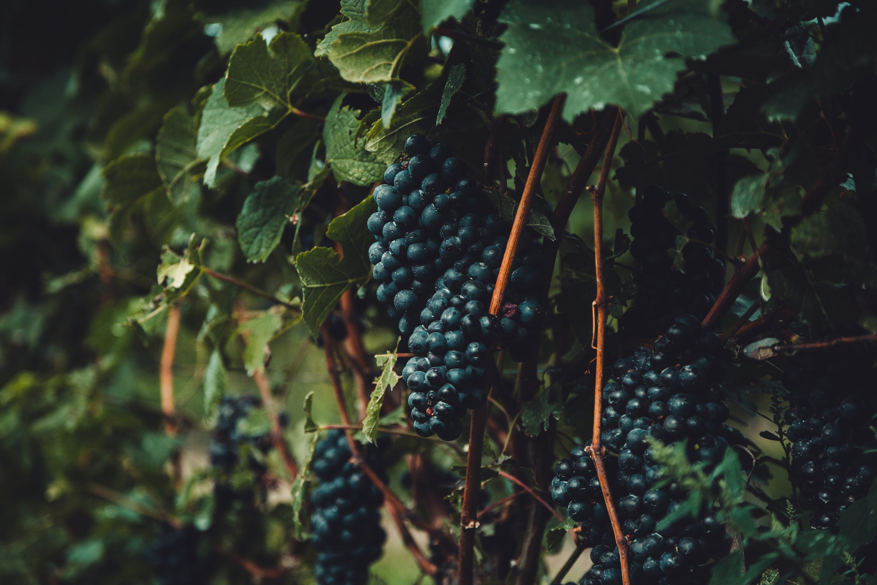 Prohibition Wines – Prohibition Vineyard
